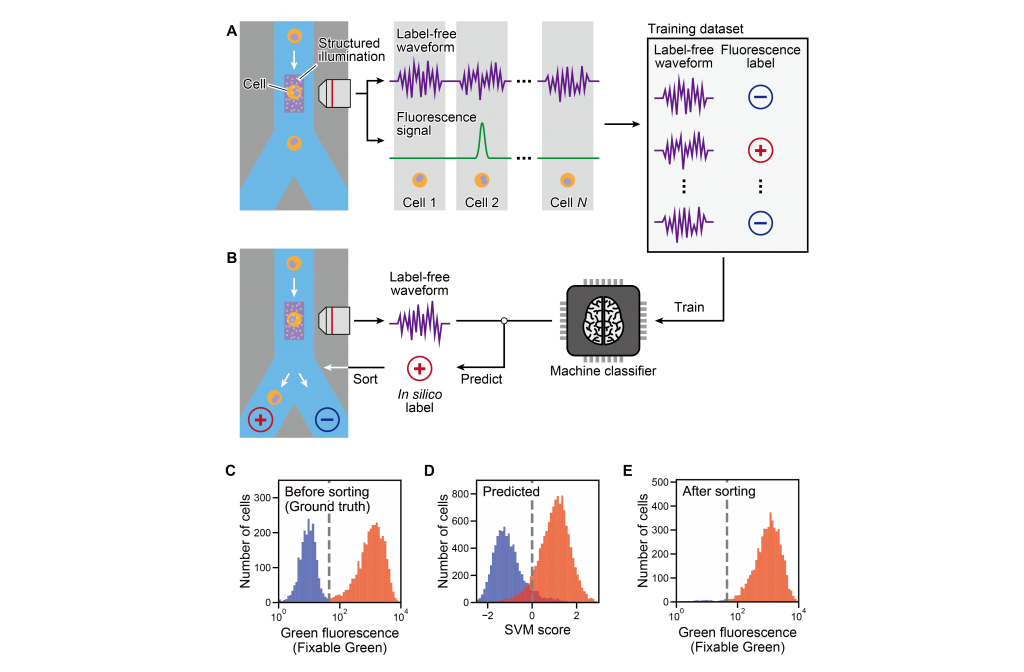 非標識の細胞形態情報をAIで高速に判別し、目的細胞を分取する技術を開発 - ThinkCyte
